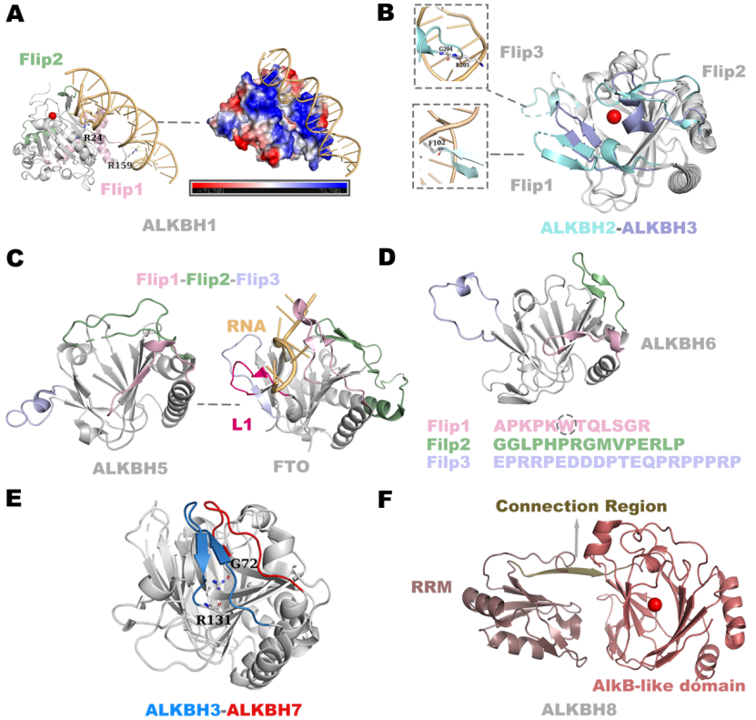 Review and new insights into the catalytic structural domains of the Fe ...