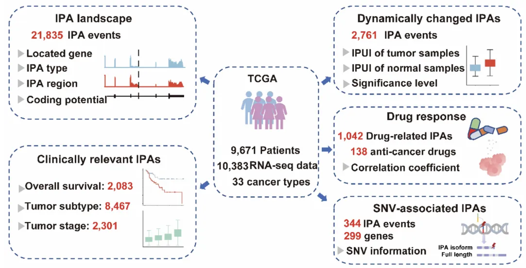 JGG｜复旦大学倪挺团队开发人类泛癌内含子多聚腺苷酸化数据库IPACancer Atlas-复旦大学-进化生物学研究中心